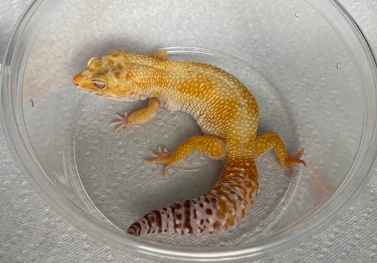 Super Giant Tangerine Tremper Het. Eclipse Leopard Gecko by Volcanic ...