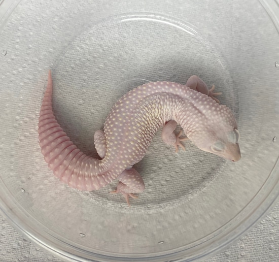 Super Giant Diablo Blanco Leopard Gecko by Volcanic Reptiles