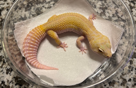 Super Giant Raptor Het Blizzard Leopard Gecko by Volcanic Reptiles