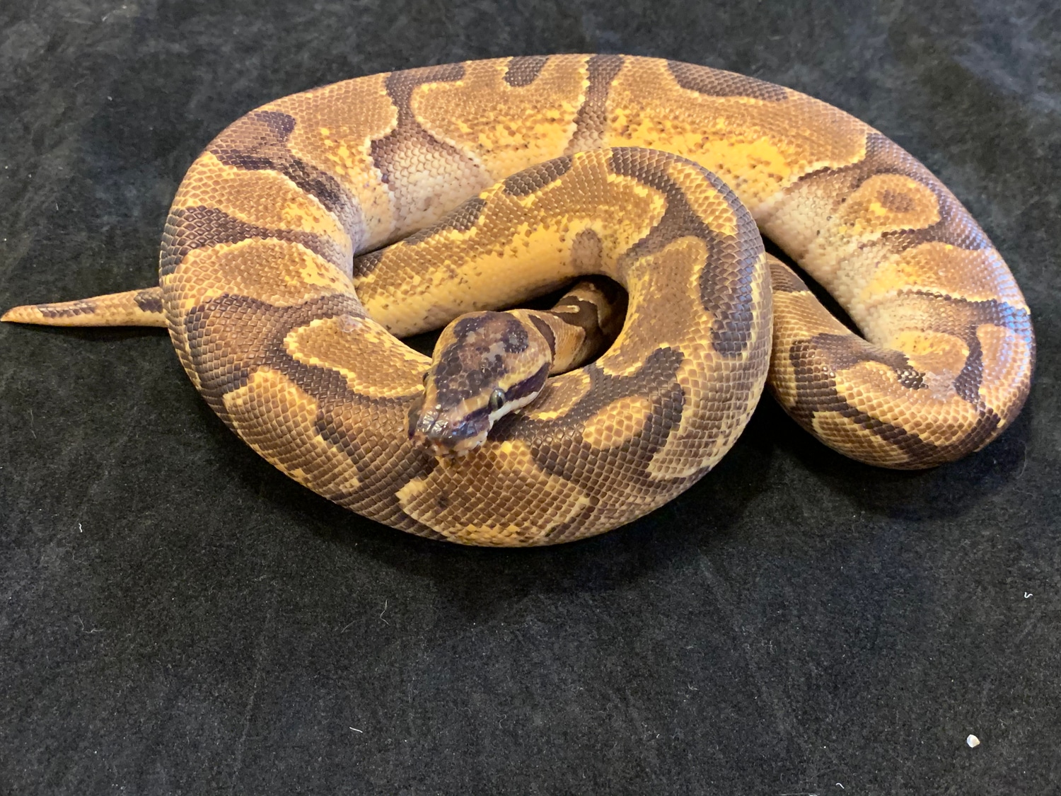 Super Enchi Ball Python by Pythonic - MorphMarket