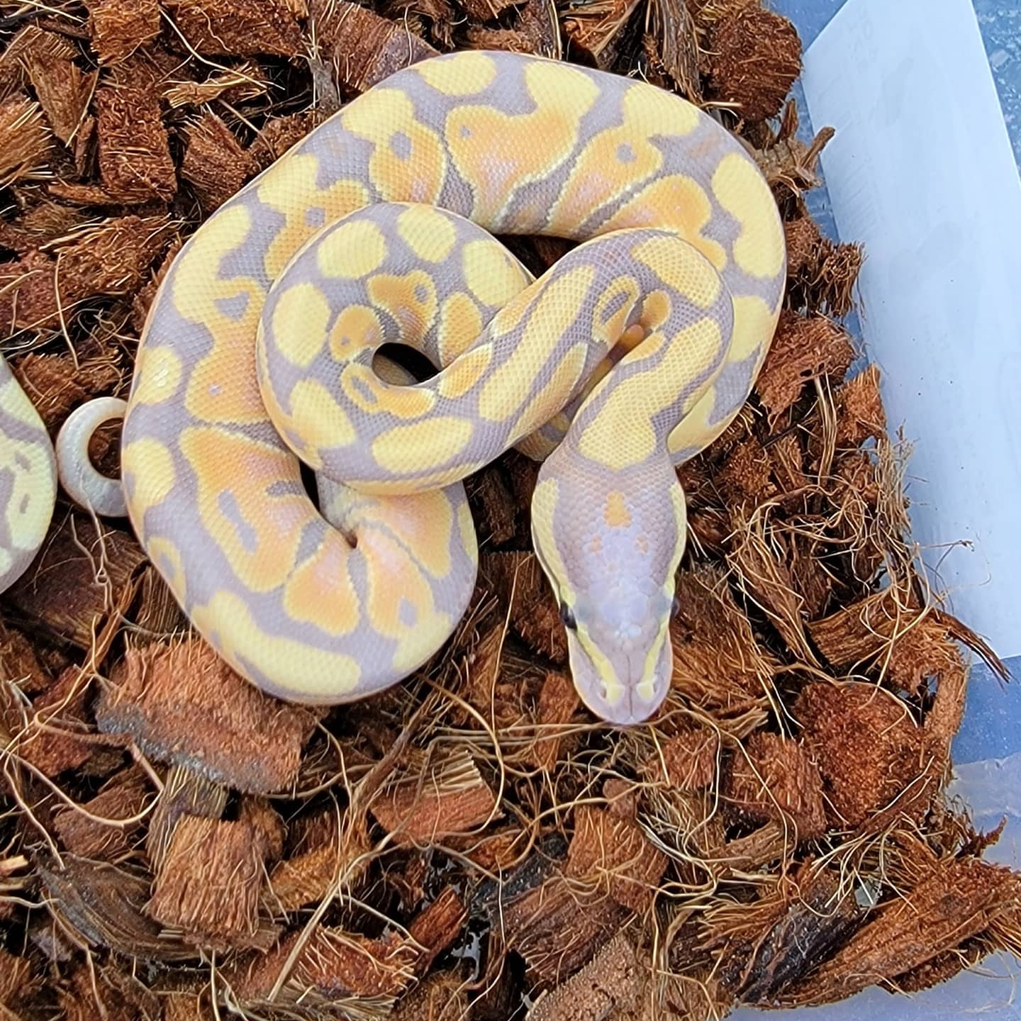 Banana Enchi Pos Het Clown Ball Python by Pythonic - MorphMarket