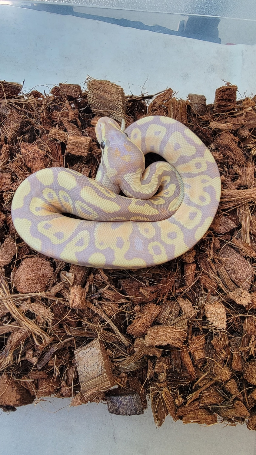 Banana Enchi Pos Het Clown Ball Python by Pythonic - MorphMarket