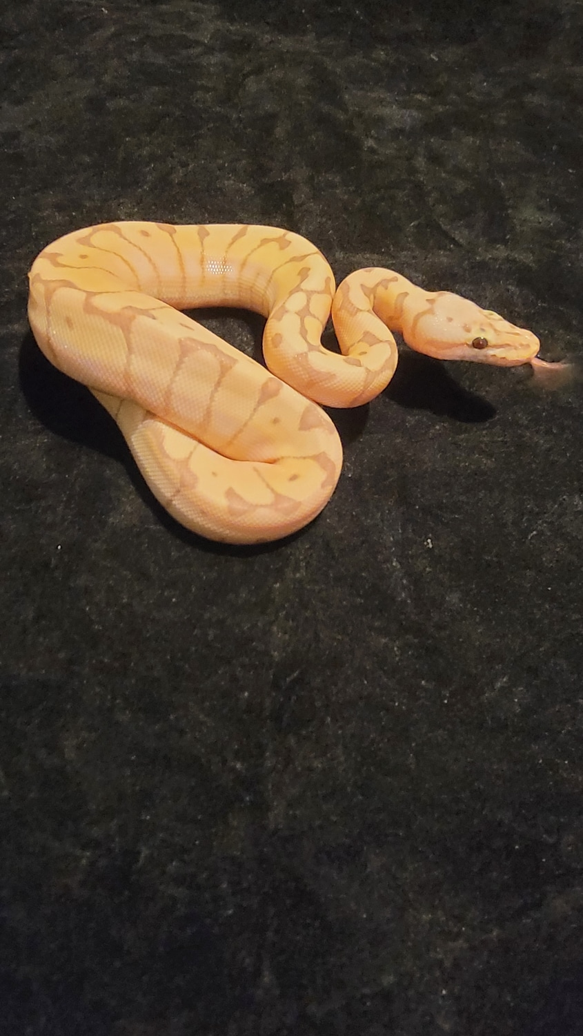 Banana Enchi Spider Pos Het Clown Ball Python by Pythonic - MorphMarket