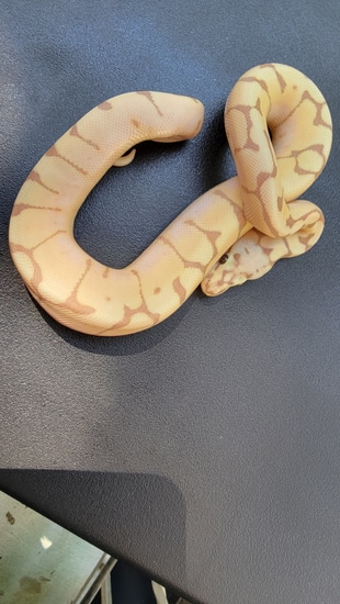 Orange Dream Enchi Banana Spider Pos Het Clown Ball Python by Pythonic