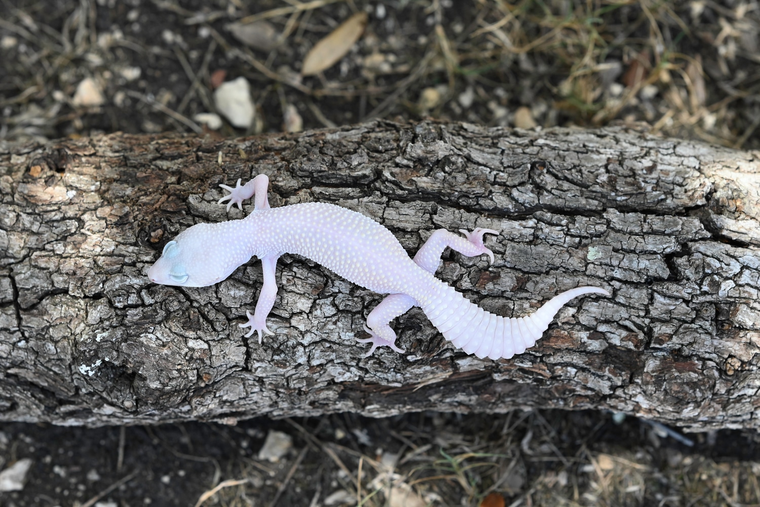 Blazing Blizzard Mack Snow Leopard Gecko by Chloe's Hatchlings ...