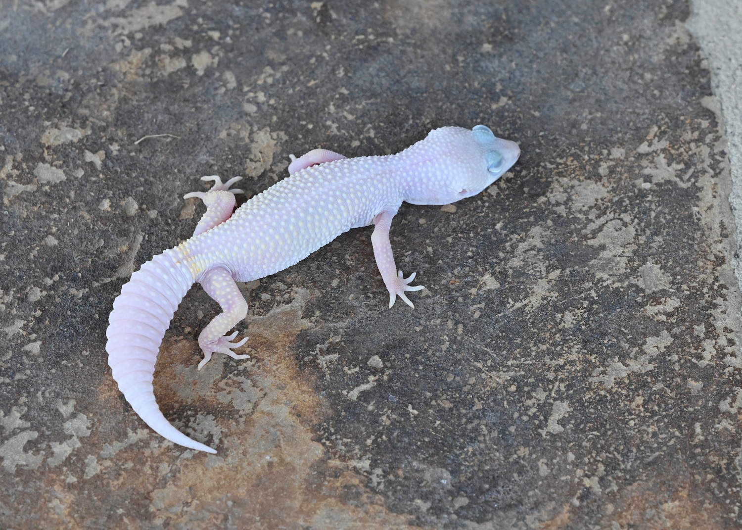 TSF Blazing Blizzard Het Eclipse Leopard Gecko by Chloe's Hatchlings ...