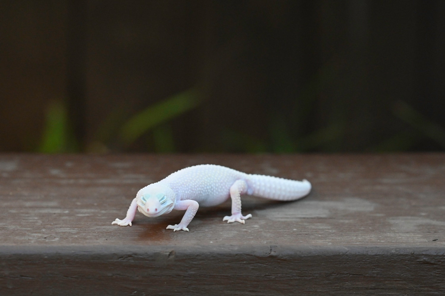 Blazing Blizzard Mack Snow Leopard Gecko by Chloe's Hatchlings - MorphMarket