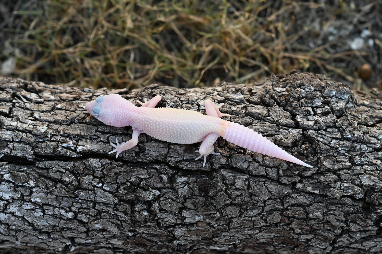 Diablo Blanco (Beautiful Eyes!) Leopard Gecko by Chloe's Hatchlings ...