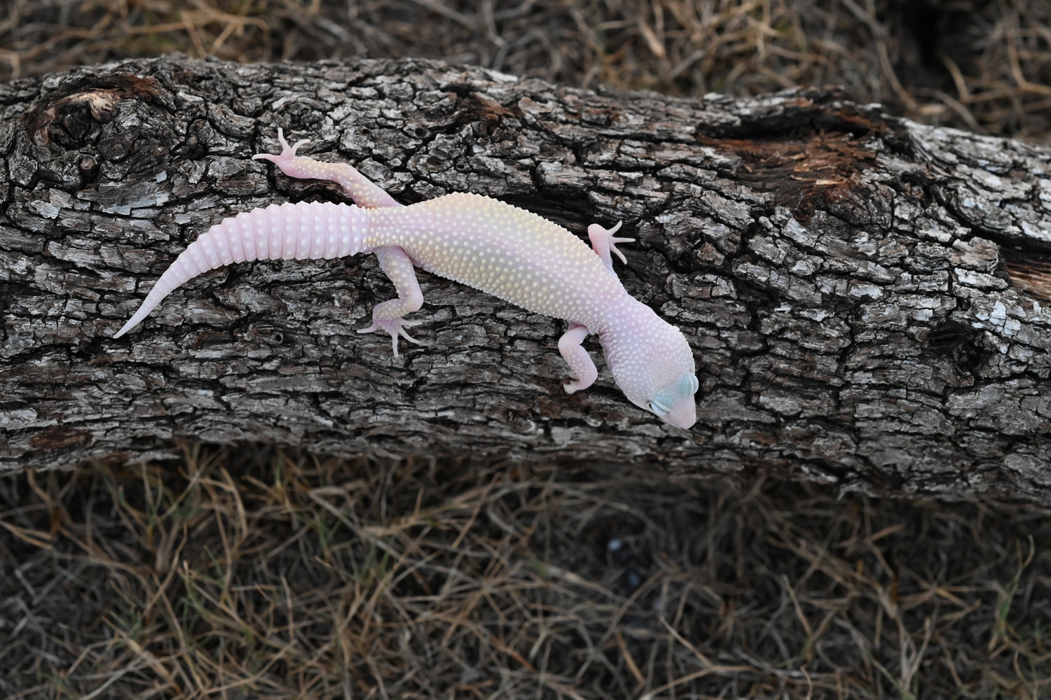 Diablo Blanco Snake Eyes Leopard Gecko by Chloe's Hatchlings - MorphMarket