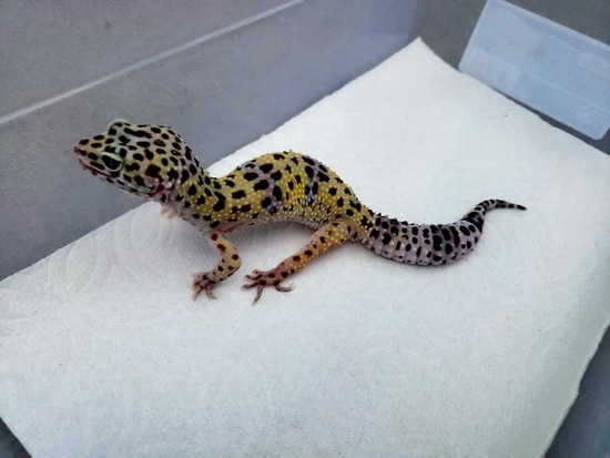 Rosa (Turcmenicus) Leopard Gecko by Chloe's Hatchlings