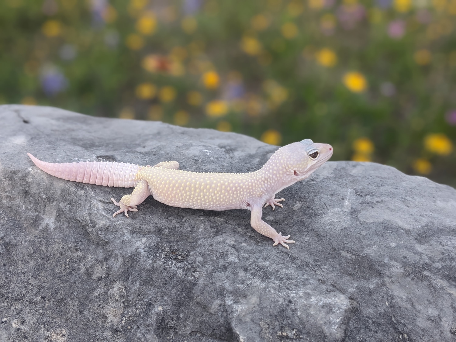 Free Shipping Blazing Blizzard Leopard Gecko by Chloe's Hatchlings ...