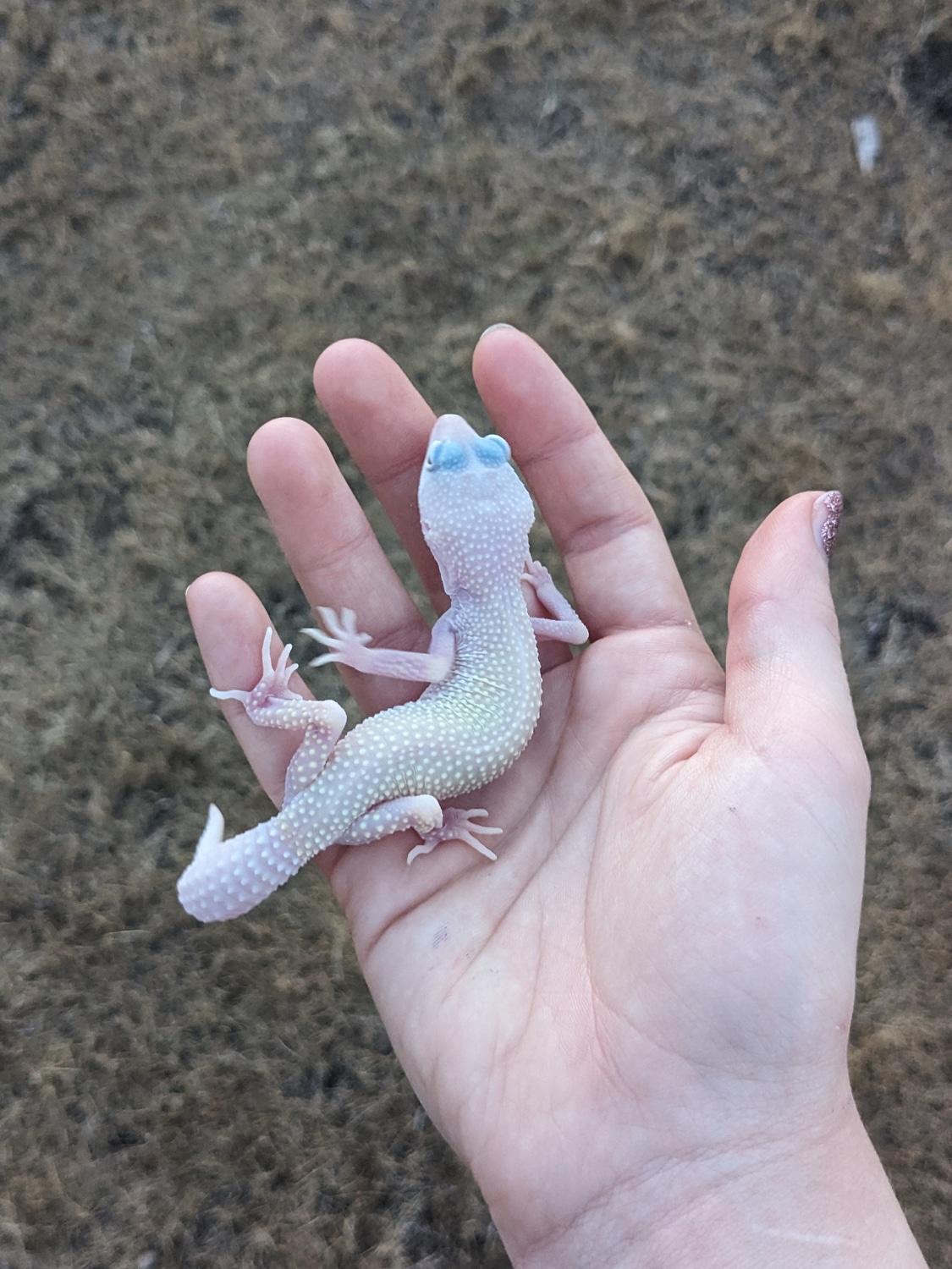 Blazing Blizzard Female Leopard Gecko by Chloe's Hatchlings - MorphMarket