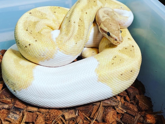 Banana Pied Ball Python by boZ Reptiles