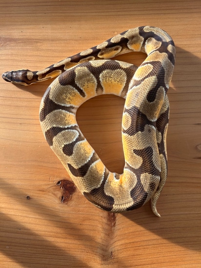 High Intensity Orange Dream Enchi Het Lavender Ball Python by BP Genome ...