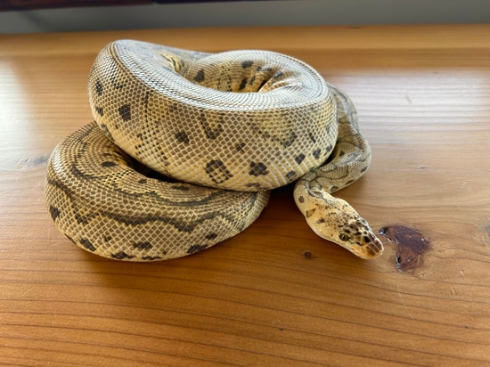 RTB - Super Pastel, Clown, Het Axanthic (VPI), Poss Fire Ball Python by BP Genome Project