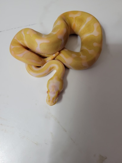 Yellow Belly Albino 66% Het Pied Ball Python by Ballz to the wall