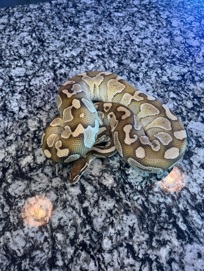 Lesser 100% Het Desert Ghost 100% Het Clown Ball Python by W Balls ...