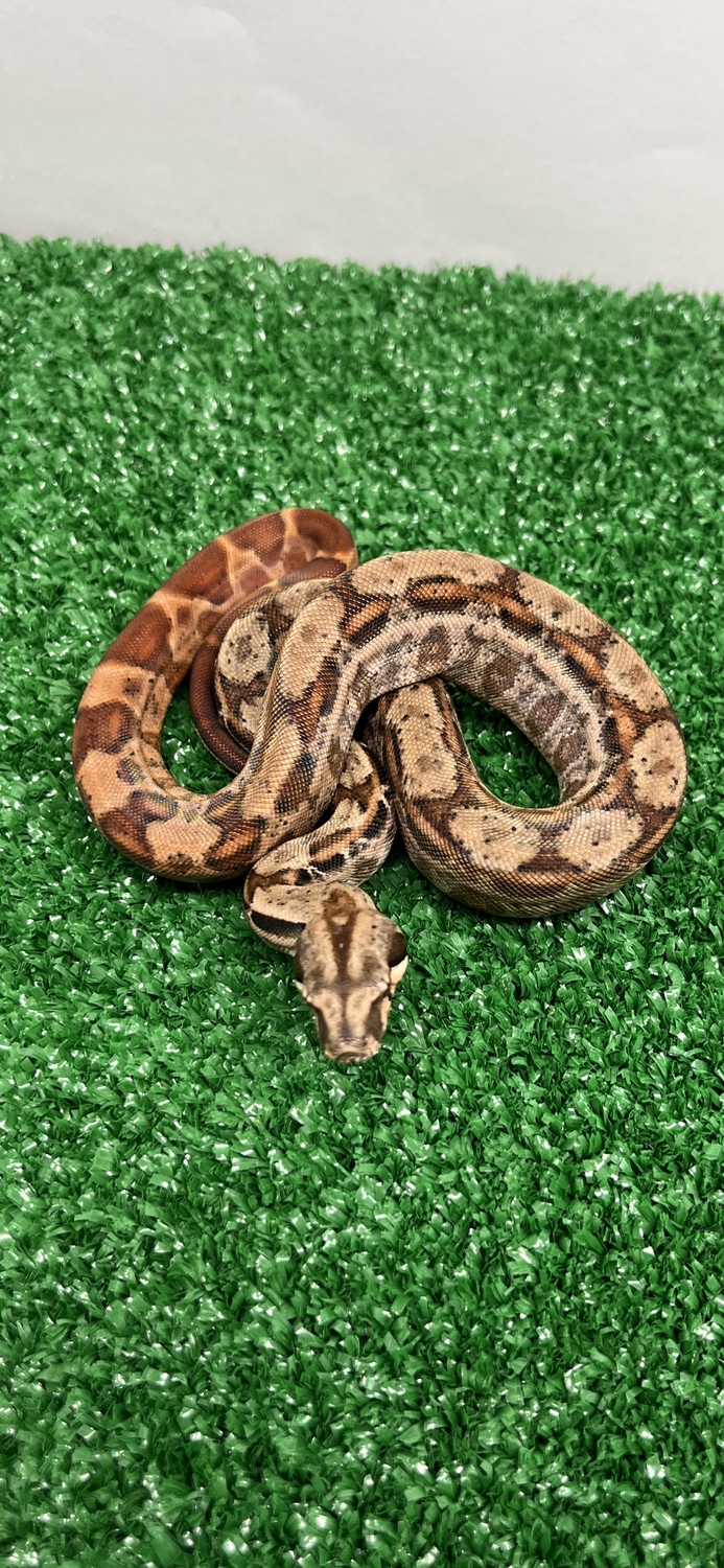 Hypo Motley Boa Constrictor by BillsMorphboas - MorphMarket