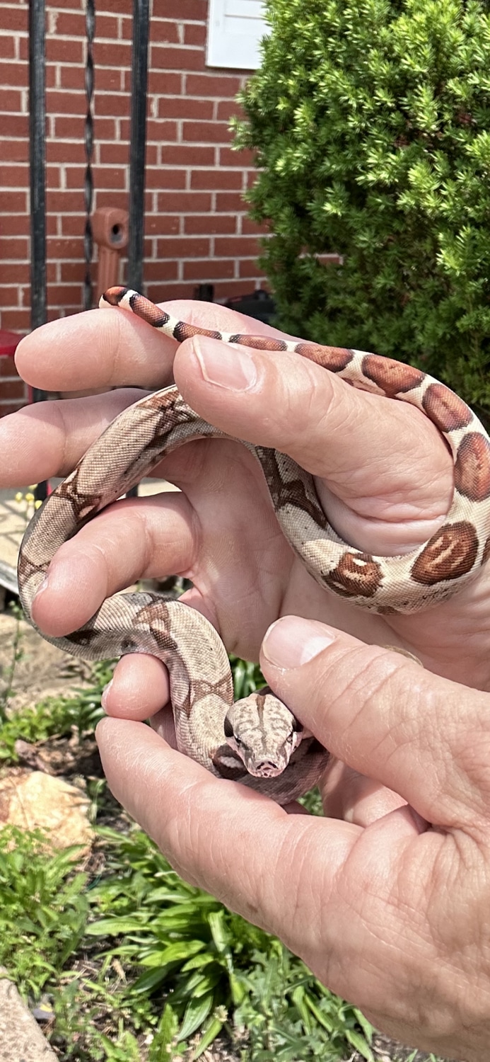 Orange Tail Hypo ***free Shipping*** Boa Constrictor by BillsMorphboas ...