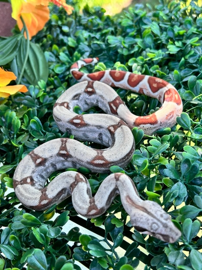 Pastel Dream Orange Tail Hypo *** Free Shipping *** Boa Constrictor by ...