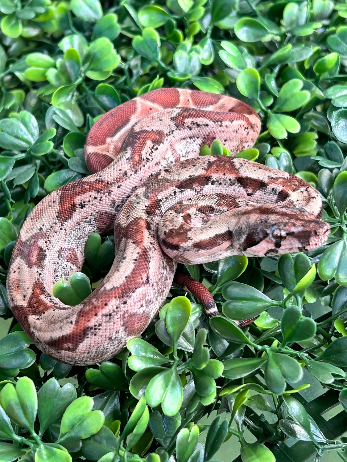 C.A. Pink Salmon Hypo ** Free Shipping** Boa Constrictor by ...