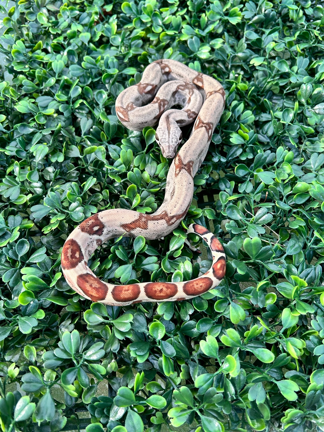 (Black Friday Sale) Orange Tail Hypo 50% Het Sharp Albino Boa ...