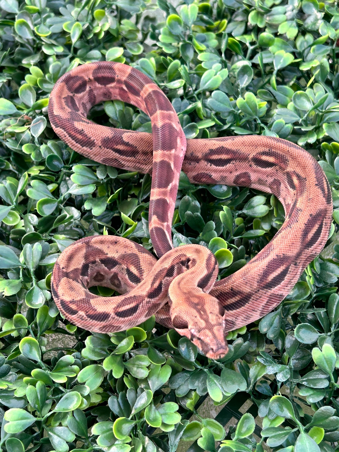 (Black Friday Sale) C.A. Pink Salmon Hypo Boa Constrictor by ...
