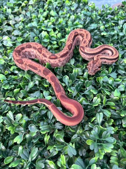 C.A. Pink Salmon Hypo Motley Boa Constrictor by BillsMorphboas