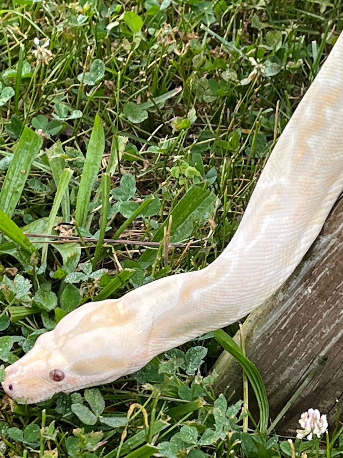 Khal Het Leopard Boa Constrictor by BillsMorphboas - MorphMarket