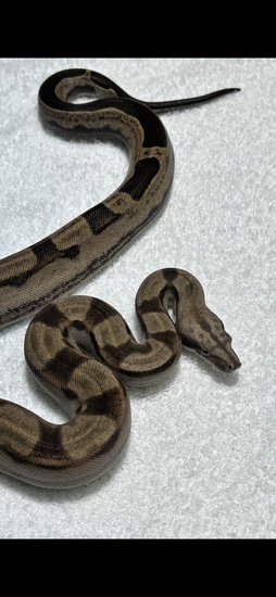 Motley Columbia 50% Het Sharp Albino Boa Constrictor by BillsMorphboas