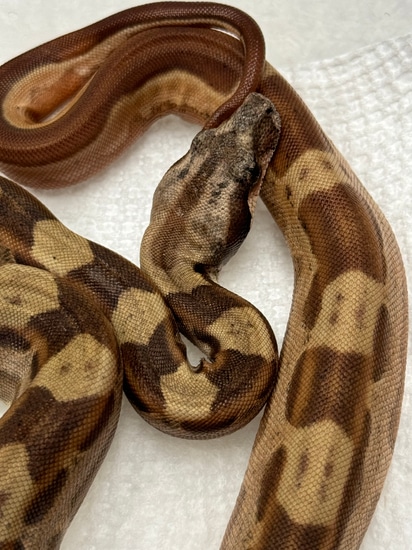 Pastel Dream Colombian 100% Het Sharp Albino Boa Constrictor by ...