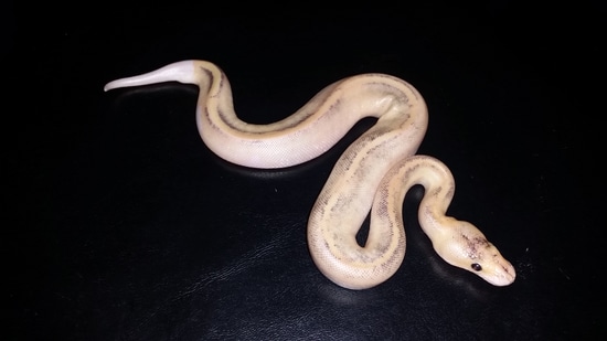Champagne Fire Ball Python by Dfw Ball Pythons