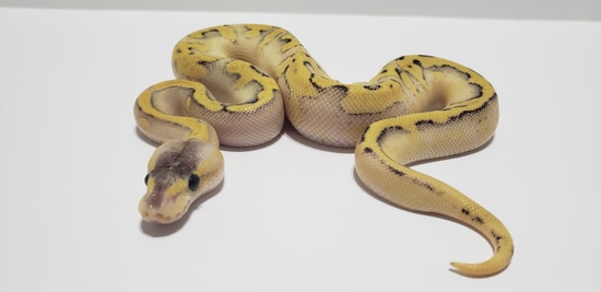 Pastel Enchi Champagne Female Ball Python by Dfw Ball Pythons