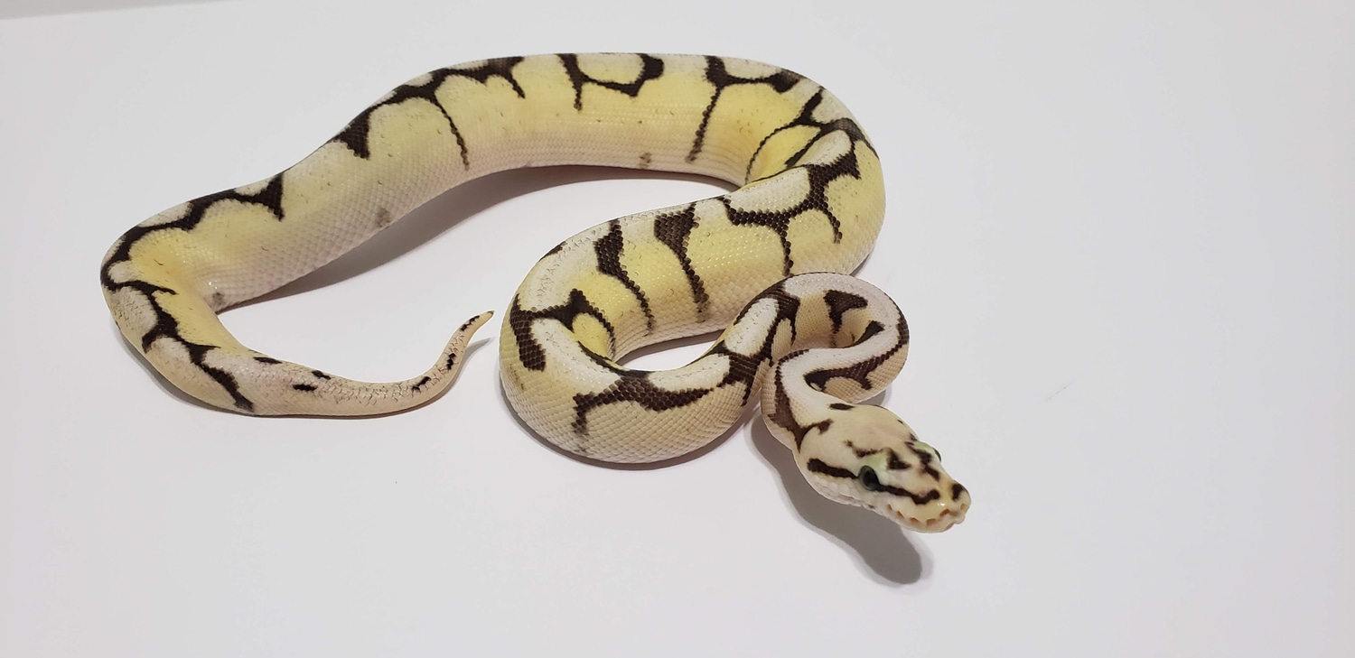 2019 Fire Spider Pastel Male Hatchling Ball Python by Dfw Ball Pythons - MorphMarket