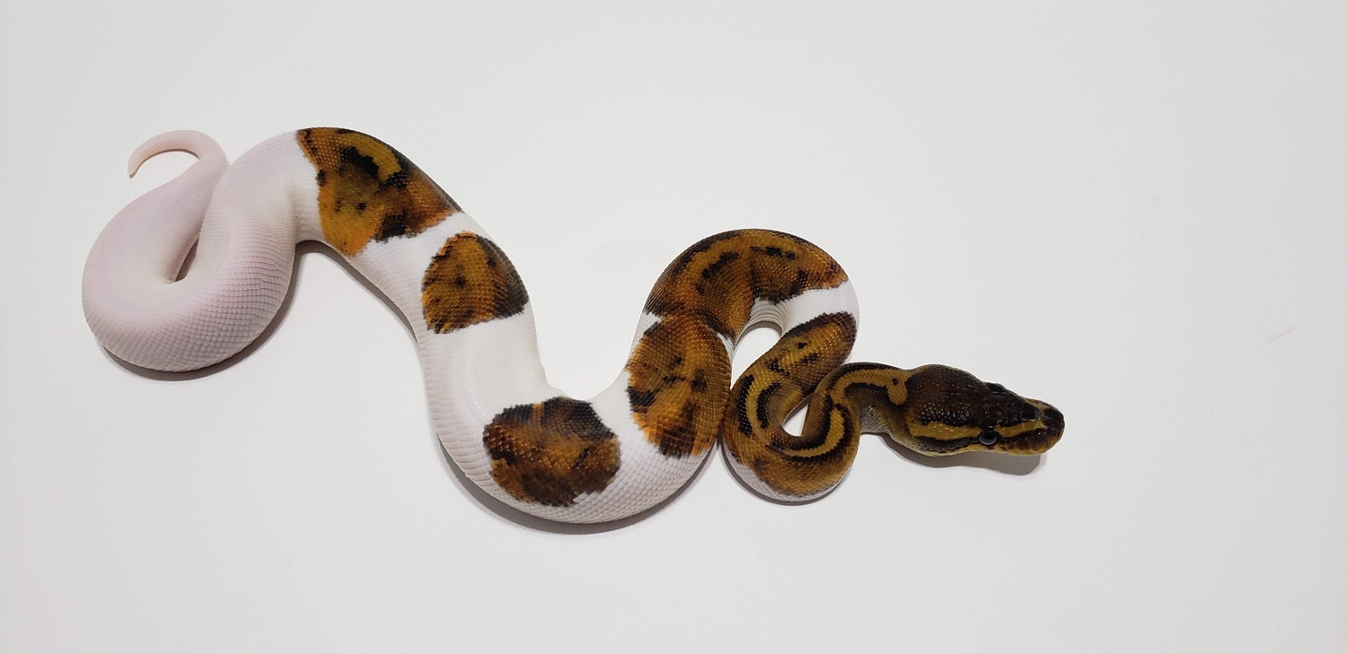 Pied Mahogany Male Ball Python by Dfw Ball Pythons - MorphMarket