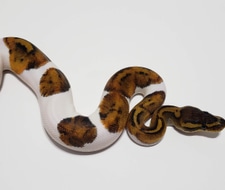 Pied Mahogany Male Ball Python by Dfw Ball Pythons - MorphMarket