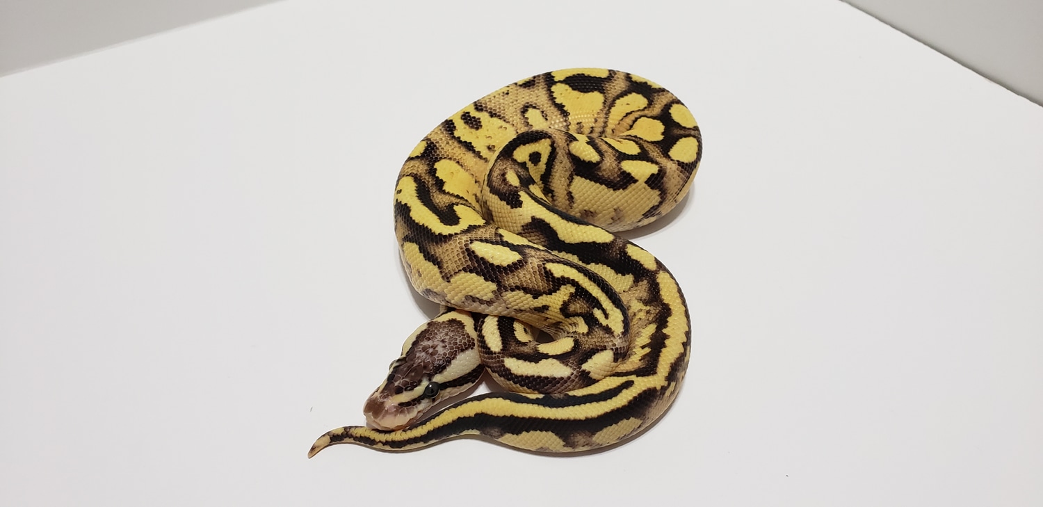 Firefly Yellowbelly Male Ball Python by Dfw Ball Pythons - MorphMarket
