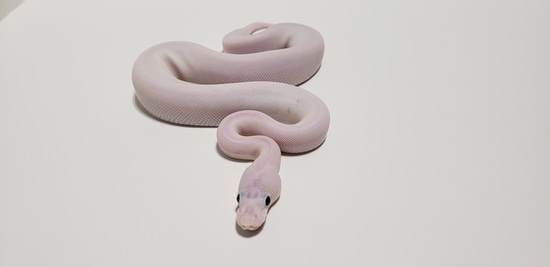 Super Fire Possible OD Enchi Pastel Spider Ball Python by Dfw Ball Pythons