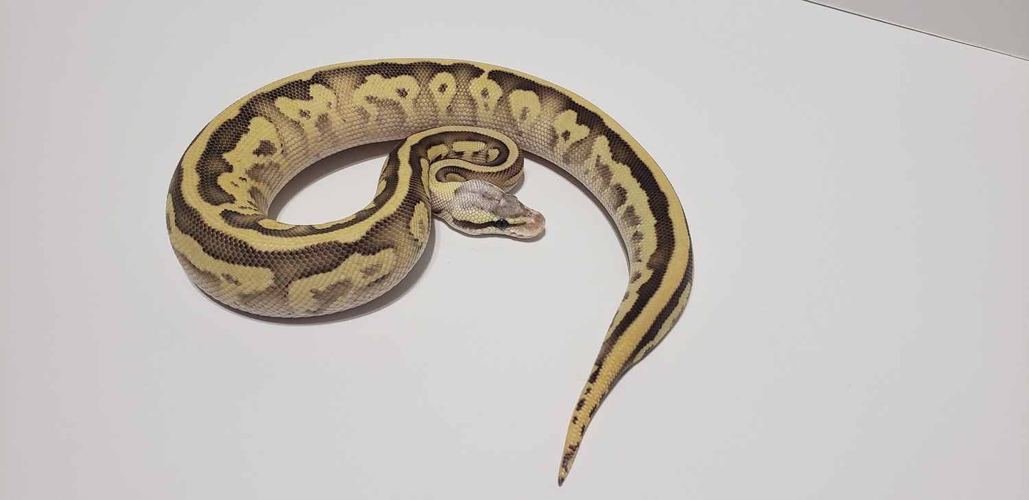 Leopard Mojave Fire Pastel Het Clown Pos Het Ghost Ball Python by Dfw ...