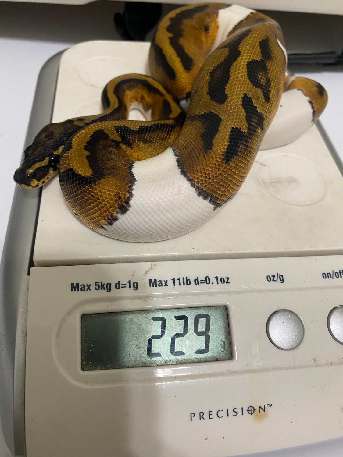 Pied-Super Panda Sibling Ball Python by Jet Black Panda Pied Piper ...