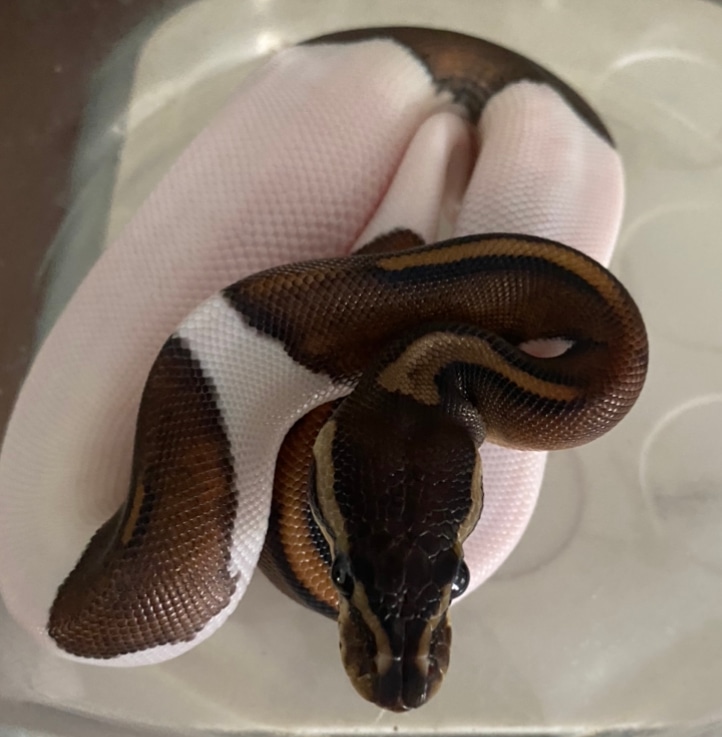 Black Pastel Pied - Sibling To Super Black Pandas Ball Python by Jet ...