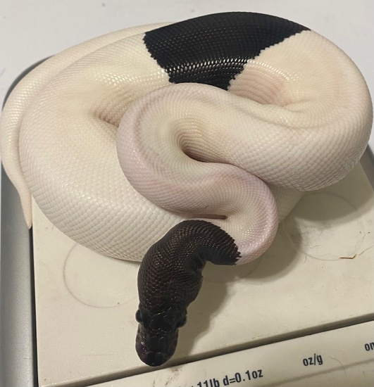 360g F. Panda Pied W/Jet Black Pastel Super + Piebald Ball Python by ...