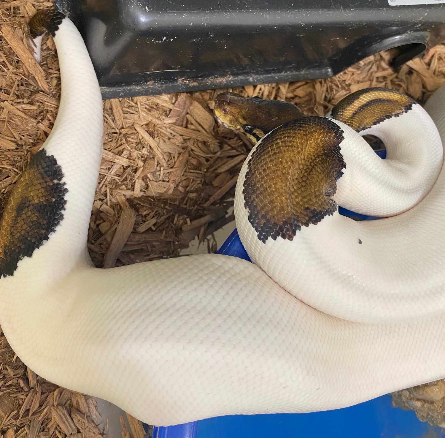 Black Pastel Pied Female Adult, Half Sister To My Panda Pieds Ball ...