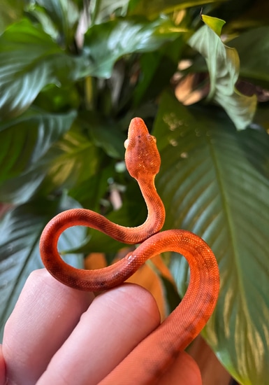 CBB Dark Orange Amazon Tree Boa by B.A. Arboreals