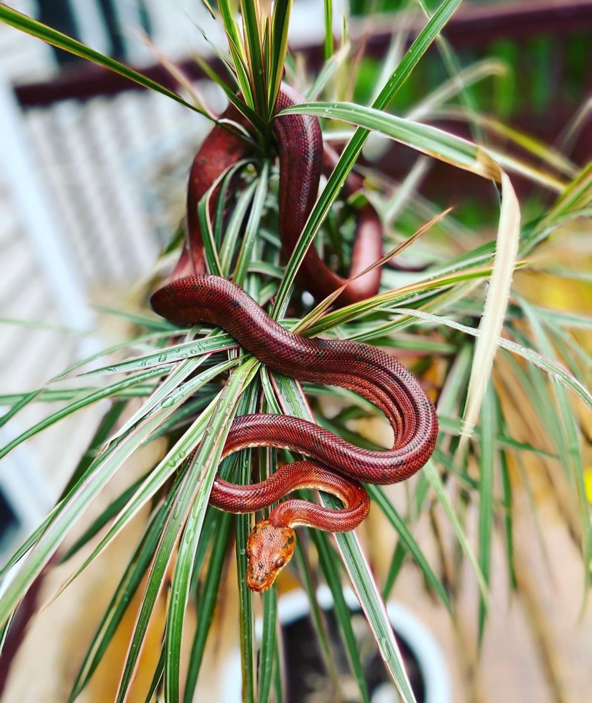 Uscbb Red Proven Breeder Atb A+++ Amazon Tree Boa by B.A. Arboreals ...