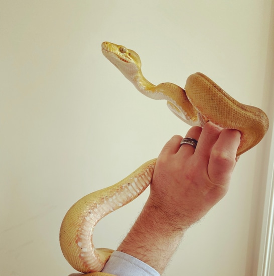 Proven 2016 Yellow Patternless Female Amazon Tree Boa by B.A. Arboreals