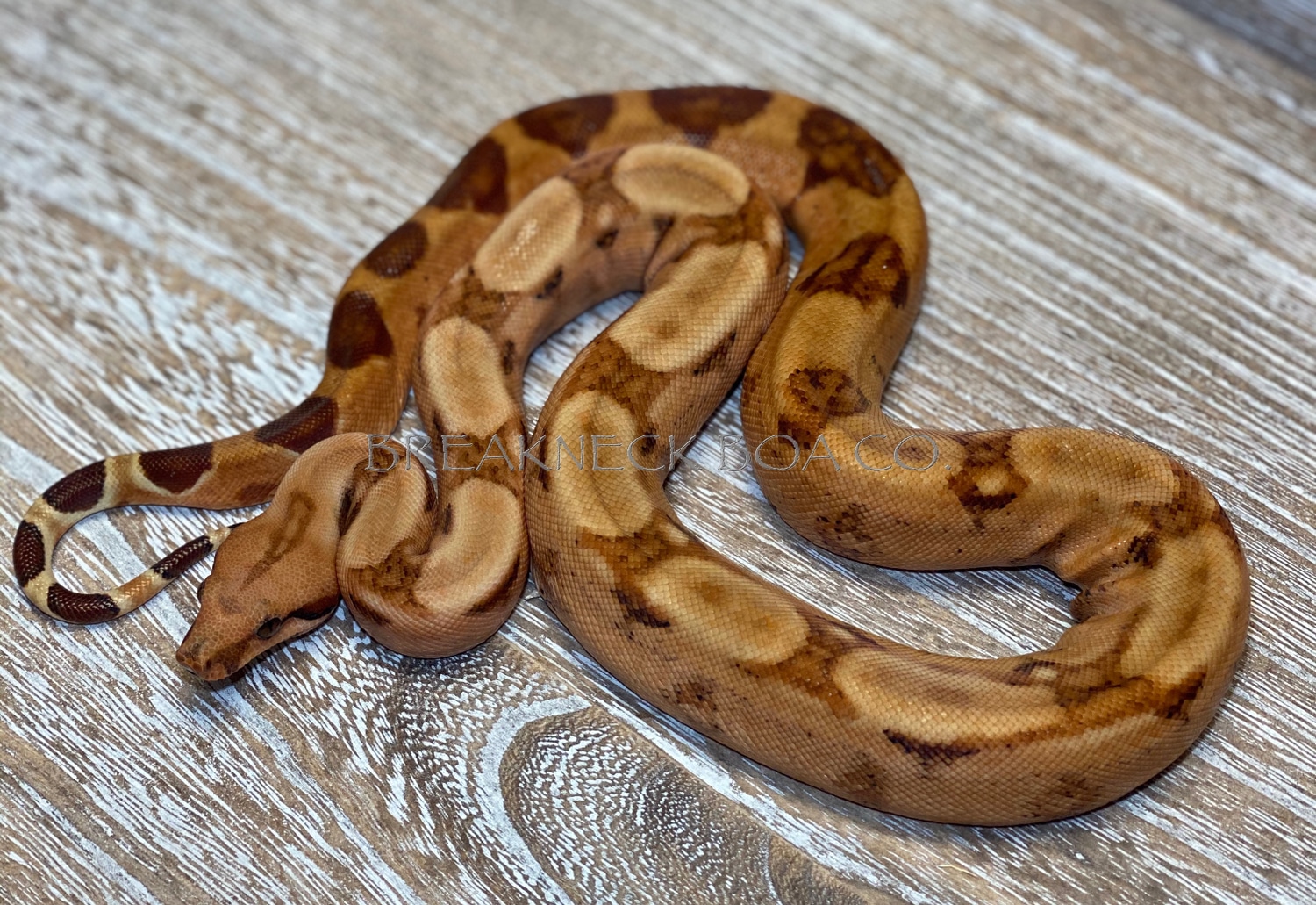 Hypo Blood 66% Het VPI T Boa Constrictor by Breakneck Boa Co. - MorphMarket
