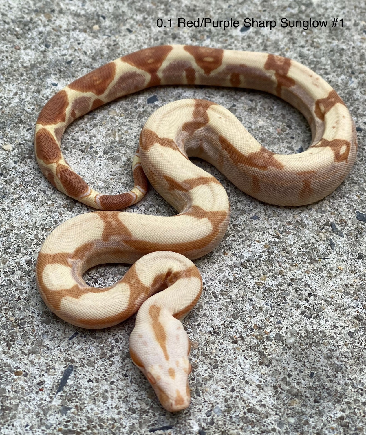 Red/Purple Pastel Sharp Sunglow Boa Constrictor by Breakneck Boa Co ...