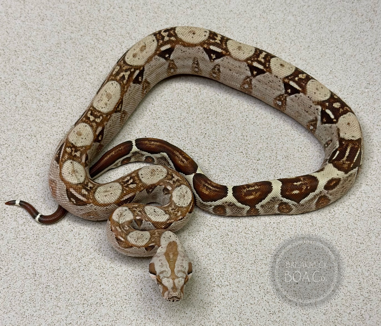 Paradigm 50% Het Berry Blood Boa Constrictor by Breakneck Boa Co ...