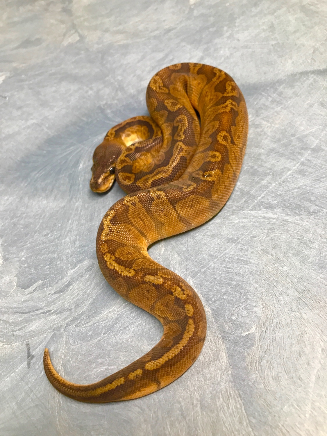 Sunset Ball Python by Brad Boa Reptiles - MorphMarket